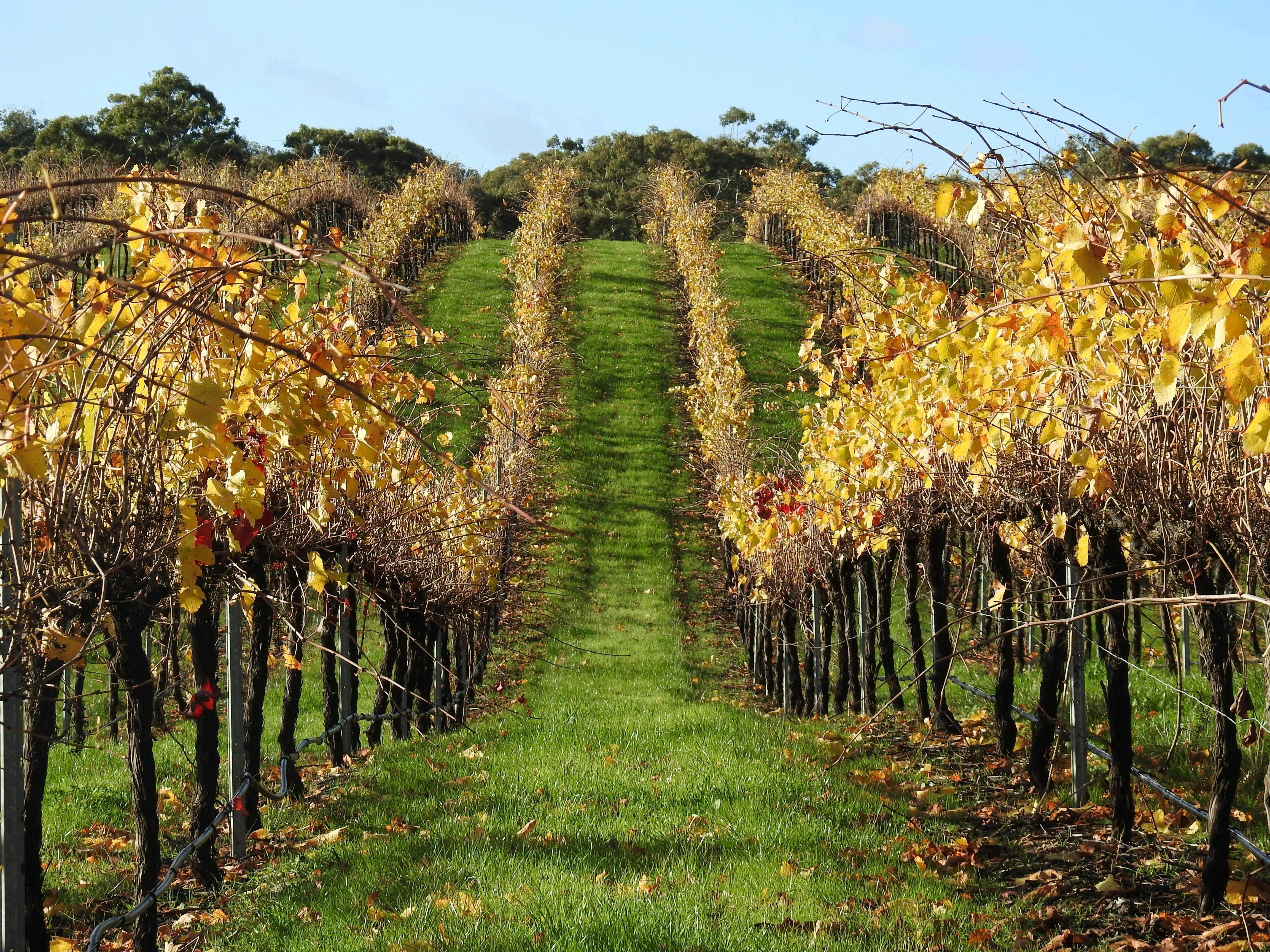 Miners Ridge Vineyard Accommodation | Visit Grampians